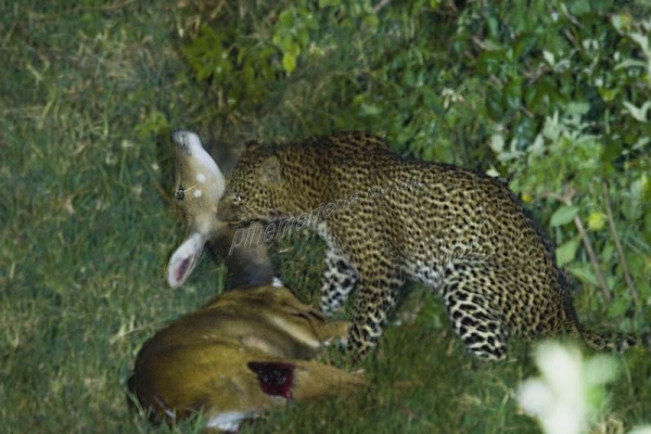 Leopard kills Bushbuck - the Ark Aberdares night life