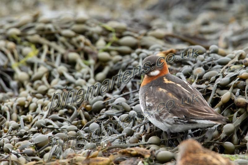 red necked phalarope | Scottish Birds | Pine martens